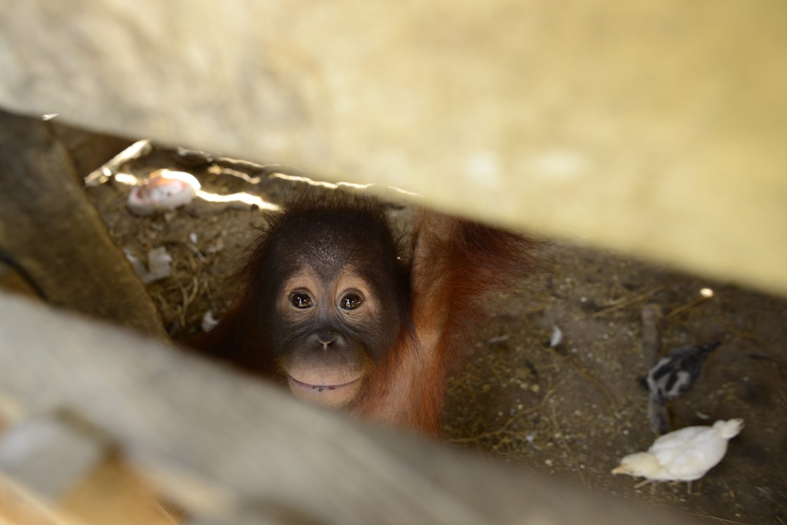 The Orangutan Project Poised to Secure Survival of Rehabilitated ...