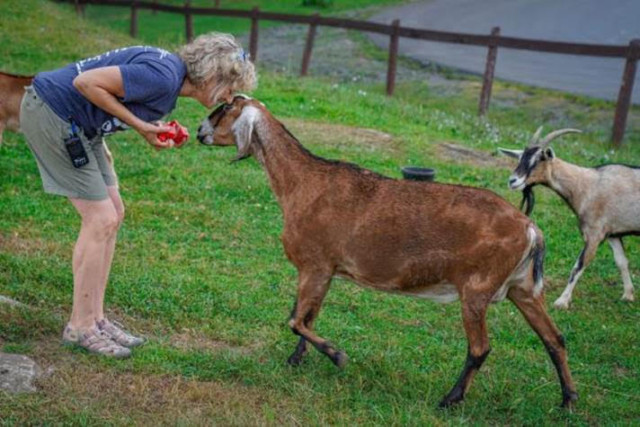 The Goat Games Brought Home the Gold for 1000s of Animals Nationwide ...