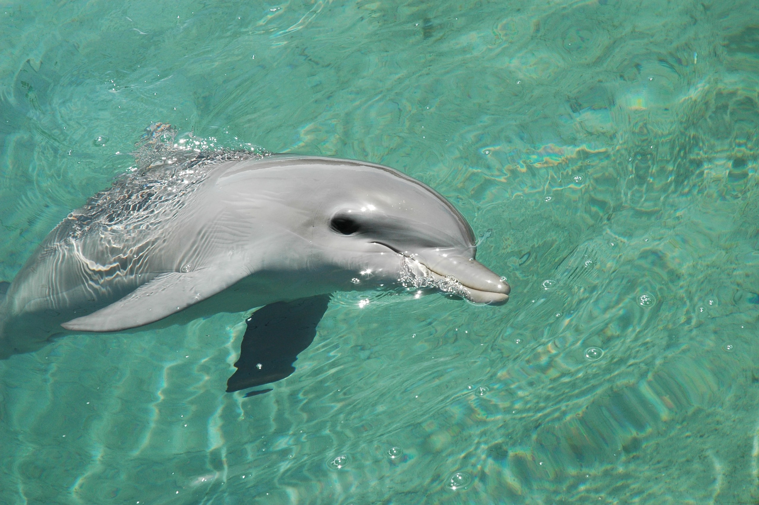 World Animal Protection Moves Expedia Group To Finally Prohibit Cruel