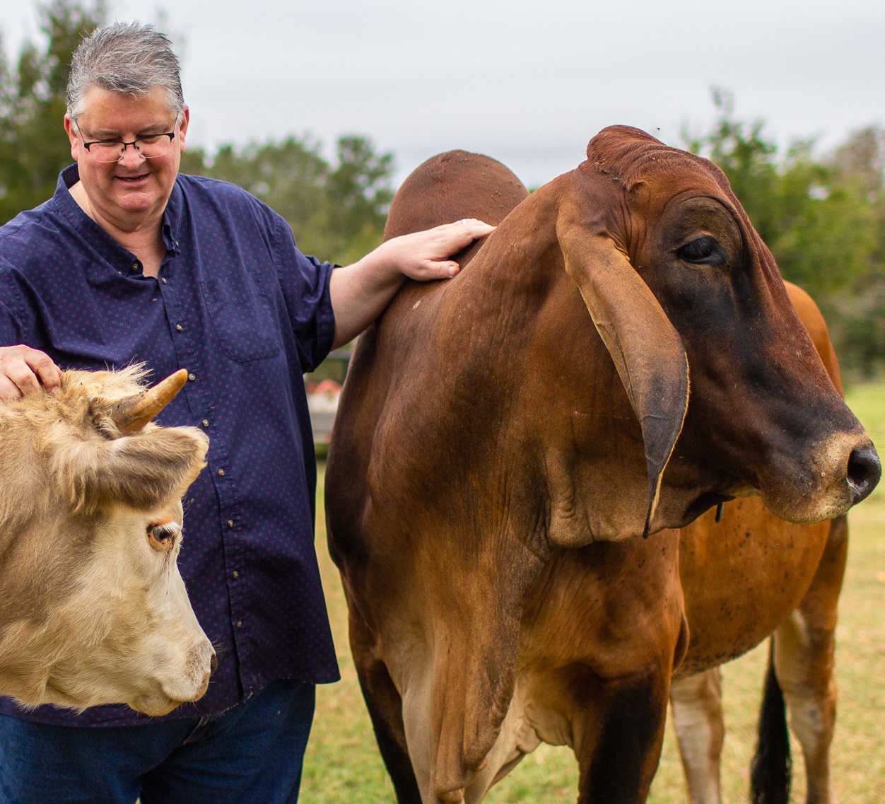 All Y’Alls Foods Supports Texas’ First Cattle Ranch Turned Vegan ...