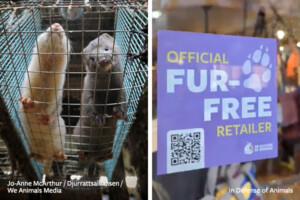 Fur-Free Friday: In Defense of Animals Launches Colorful Campaign to ...
