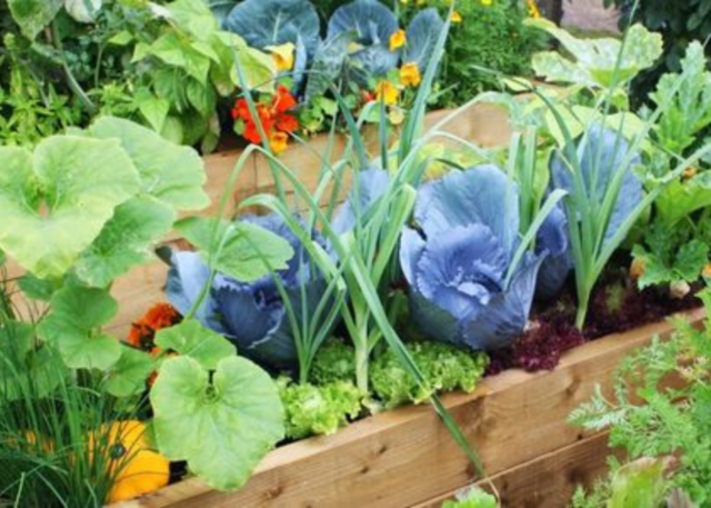 How To Start a Culinary Garden at Your Restaurant - VEGWORLD Magazine
