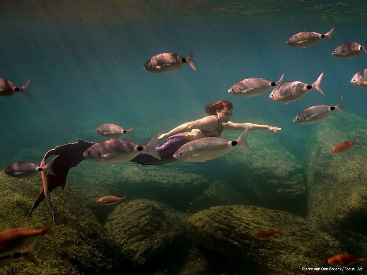 Mermaids Make a Splash Advocating Respect for Fish & Clean Oceans ...