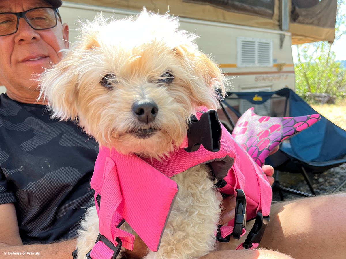 Mermaids Make a Splash Advocating Respect for Fish & Clean Oceans ...