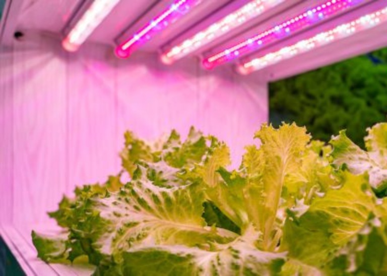 Top Vegetables To Grow Using LED Grow Lights - VEGWORLD Magazine