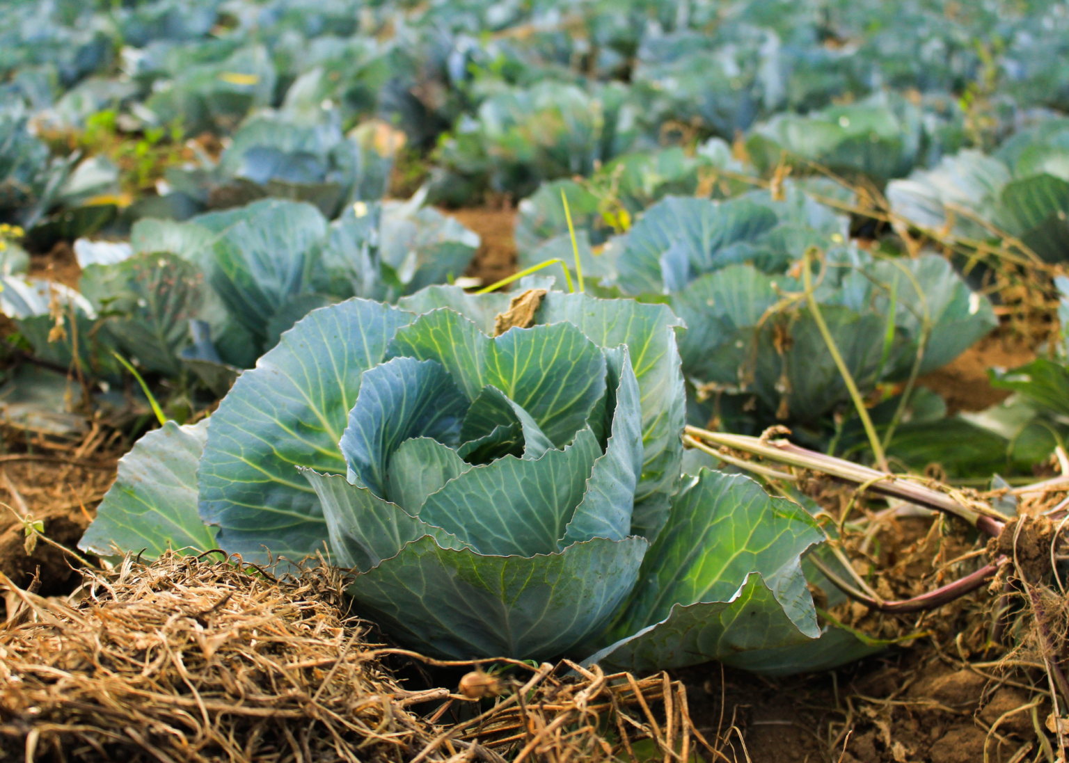 Tips for Making Life Easier on Your Organic Vegetable Farm - VEGWORLD ...