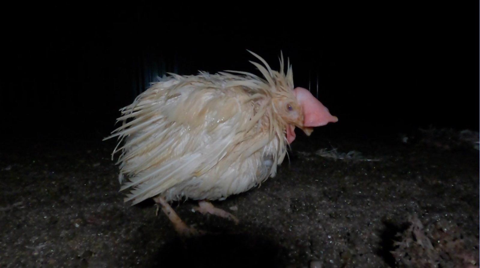 Serve Up Fun Facts at the Thanksgiving Table - VEGWORLD Magazine