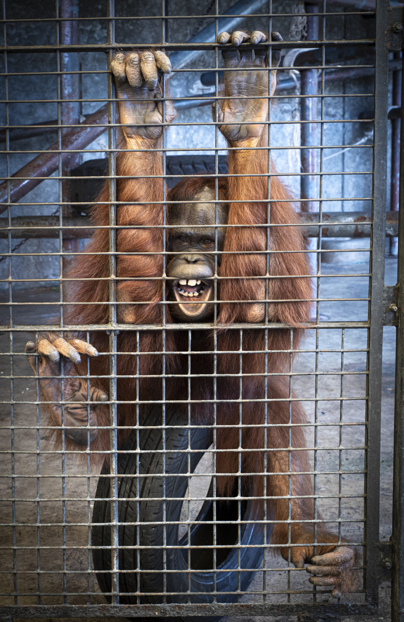 New Investigation Reveals Shocking Conditions for Orangutans at Thai ...